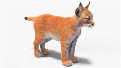 3d Lynx Cub Fur For Cinema 4d Turbosquid 2381750