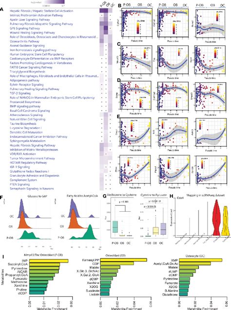 Differential Signaling Pathways In Osteoblasts Versus Osteocytes A