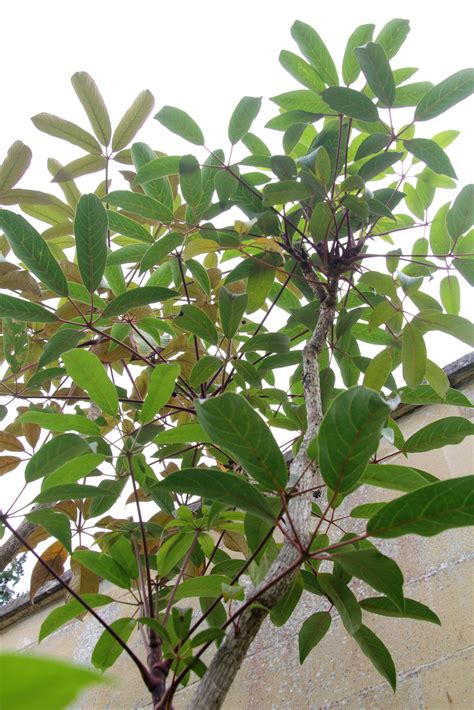 Schefflera Aff Alpina Njm 09 140 Pan Global Plants