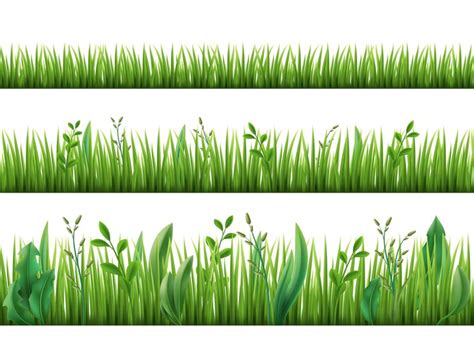 Premium Vector Realistic Grass Growth Different Stages Green Plants
