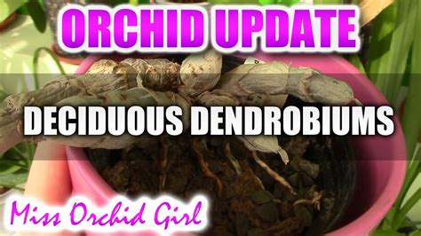 Missorchidgirl Deciduous Dendrobium Orchids Update