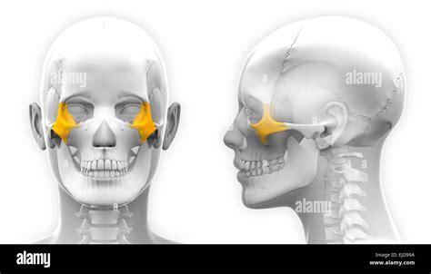Zygomatic Anatomy