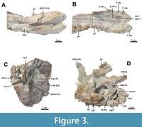 Indohyus Skeleton
