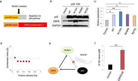 Mutated P53 Induces Cbfb A Schematic Abstract Showing The Different