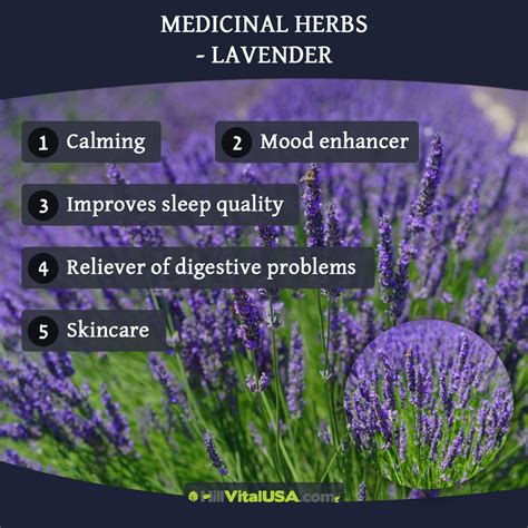 Medicinal Herb Lavender For Relaxation And Health Benefits