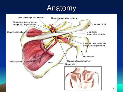 Ppt Suprascapular Nerve Decompression Powerpoint Presentation Free Download Id 4884649
