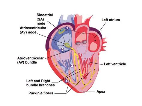 Electrical Activity Of The Heart Pptx