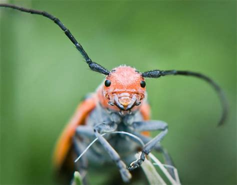 キモイ可愛い きもかわいい虫たち昆虫画像50枚 ailovei