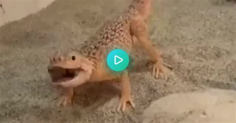 A Toad Headed Agama Giving A Threat Display By Waving Its Tail And