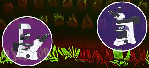 Basic And Advanced Fluorescence Microscopy Techniques Goldbio