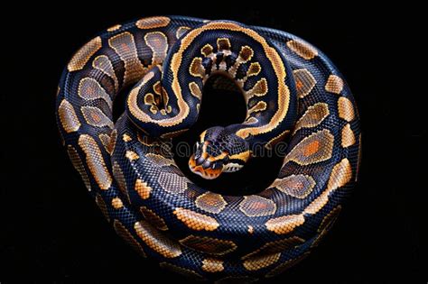 Closeup Of A Ball Python Stock Illustration Illustration Of Closeup