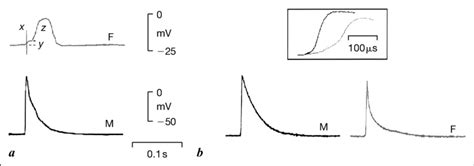 In Vivo Myocyte Fibroblast Electrical Interaction A Representative