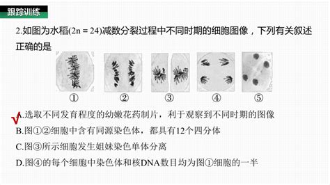 2 1 3 观察蝗虫精母细胞减数分裂装片、配子中染色体组合的多样性以及受精作用 共48张ppt1份视频 课件2023 2024学年高一下学期生物人教版（2019 必修2 21世纪教育网 二一教育