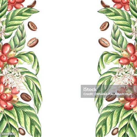 커피 콩 잎과 꽃이 있는 열매 템플릿 엽서 복사 공간이 있는 세로 테두리 수채화 손으로 그린 그림이 고립되었습니다 아라비카 곡물의 정사각형 프레임 음식 디자인을 위한 클립
