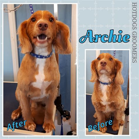 🐾 Archie The Cockapoo Before And Nellys Dog Grooming