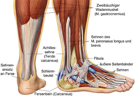 Anatomie Fuß Mit Sehnen Und Bänder Achillessehne Tendo Calcaneus