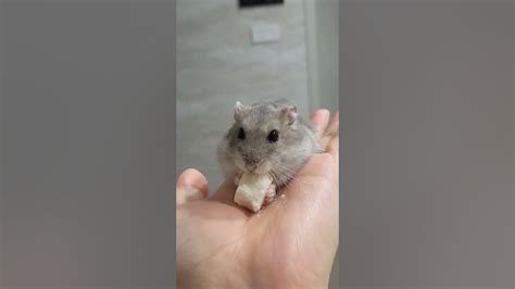 심쿵하는 매력적인 옆태 쇼츠 햄스터일상 쇼츠추천 Youtube