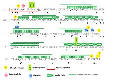 Signature Verification Using Deep Learning By Chinmay Sawant