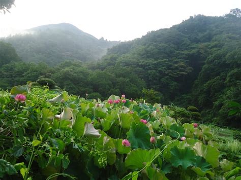 蓮の開花 村の水車番