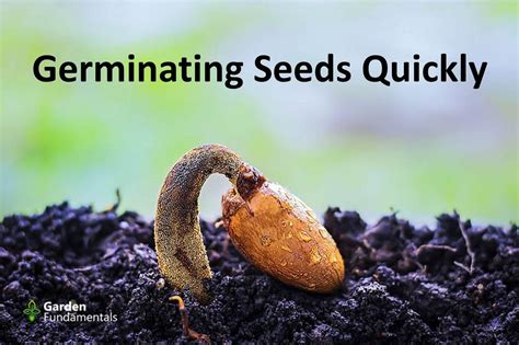 What Is Seed Stratification How To Do It Right