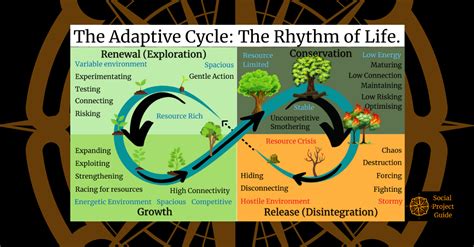 The Adaptive Cycle Understand The Powerful Rhythm Of Life By John