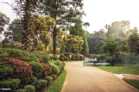 무성한 녹색 화단 나무 식물과 잔디와 정원 디자인 공원 풍경 은 스리랑카 근처 캔디로얄 가든 페라데니야에서 조경 디자인 식물학에 대한 스톡 사진 및 기타 이미지 Istock