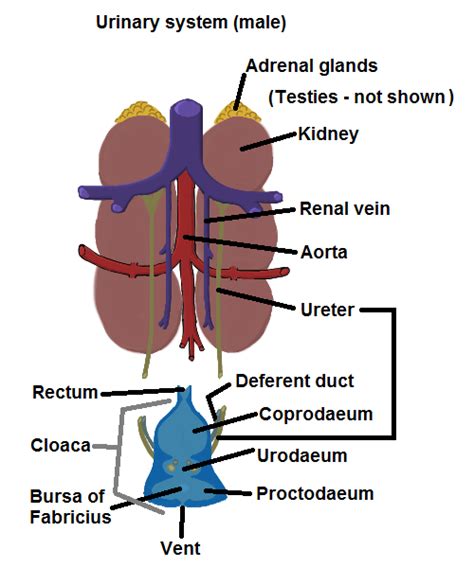 Excretory System Poultry Hub Australia