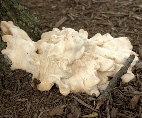 Mulch And Fungus Learn About Types Of Fungus In Mulch Gardening Know How