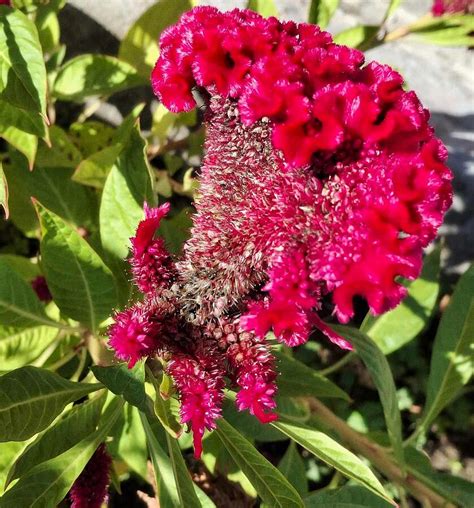 Cockscomb Flower Photograph By Marine B Rosemary Fine Art America