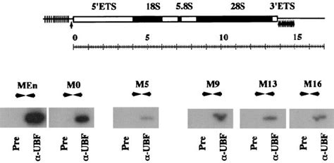 Ubf Binds To Sequences Across The Mouse Rdna Repeat Pcr Was Performed Download Scientific