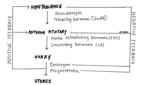 What Is The Positive Feedback Loop Of The Menstrual Cycle At Mia