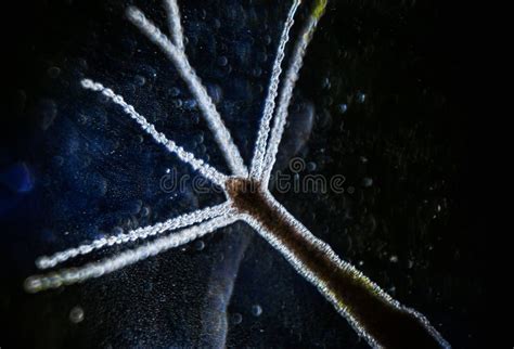 Hydra Vulgaris Under The Microscope Fresh Water Polyp Stock Image