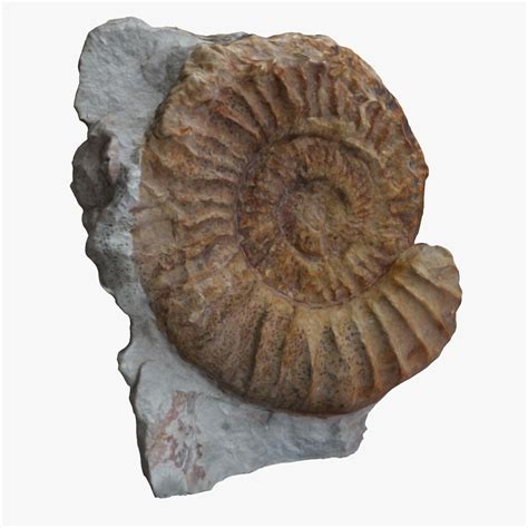 Fossil Free 3d Models Download Free3d