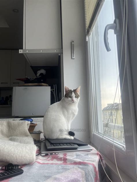 Красива и умна Ники търси мъжки за потомство Европейска късокосместа Женски Котка Дългоко