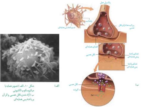 تنظیم عصبی؛ یاخته‌های بافت عصبی؛ نورون و نوروگلیا؛ زیست‌شناسی آینده