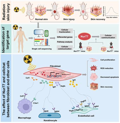 附二院科研团队在权威期刊《theranostics》发表封面论文 宣传统战部