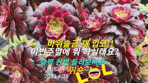 2023년 4월28일 세일 할인~국민다육 방문구매3개5000원선녀와나무꽃화분다육신상안내다육금화분택배다육택배다육이다육식물인천다육 Youtube