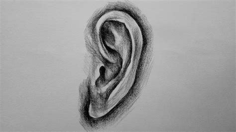 Ear Realistic Drawing Pencil Sketch Youtube