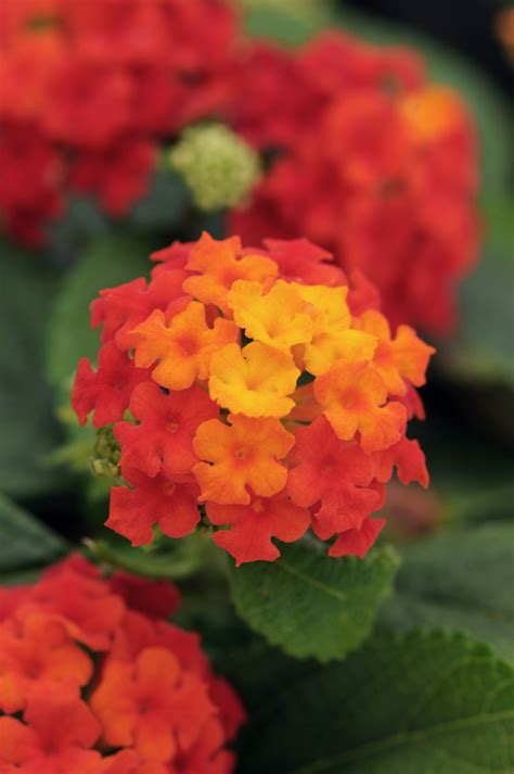 Lantana Pictures National Garden Bureau