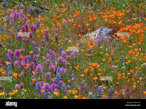 Sierra National Forest Ca Detail Of A Flowering Hillside With Lupine