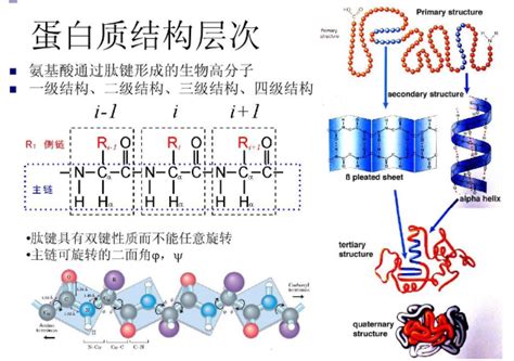 小鼠血清白蛋白（msa）大鼠血清白蛋白（rsa）小麦麦清白蛋白纳米粒偶联ctt2肽（作用机理） 知乎