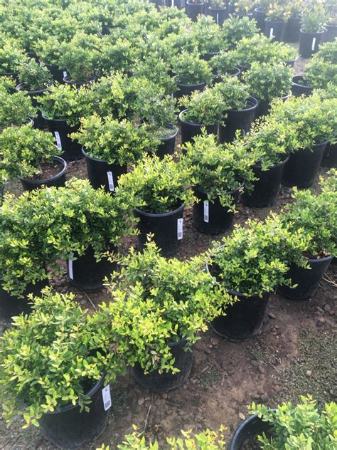 Buy Podocarpus Macrophyllus Pringles Dwarf Pringles View
