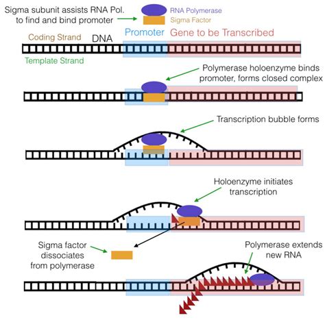 5 3 transcription biology libretexts