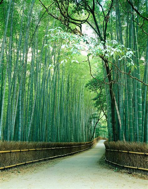 Sagano Bamboo Forest Wallpapers Wallpaper Cave
