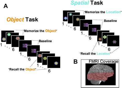 Lateralized Spatial And Object Memory Encoding In Entorhinal And