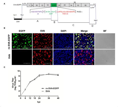 Schematic Diagram Of The Full Length Sva Genome And Generation Of