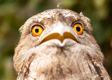 Ugly Birds 24 Ugliest Birds In The World Photos Videos Storyteller Travel