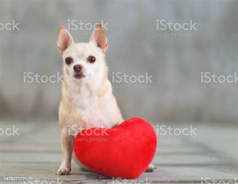갈색 짧은 머리 치와와 개는 흐릿한 타일 바닥과 시멘트 벽에 빨간 하트 모양의 베개를 들고 앉아 있습니다 치와와 순수혈통 개에 대한 스톡 사진 및 기타 이미지 Istock