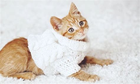 Clothes That Show Pussy Request And Find Skyrim Adult And Sex Mods