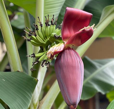 Young Bananas Are Green At Ayoung Bananas Are Green At Ayoung Bananas